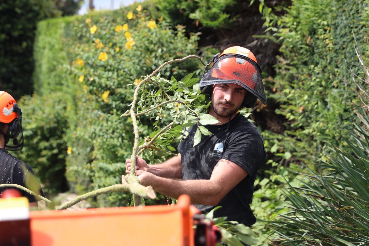 Tree Pollarding 101: Essential Tips | Waterman Tree Co